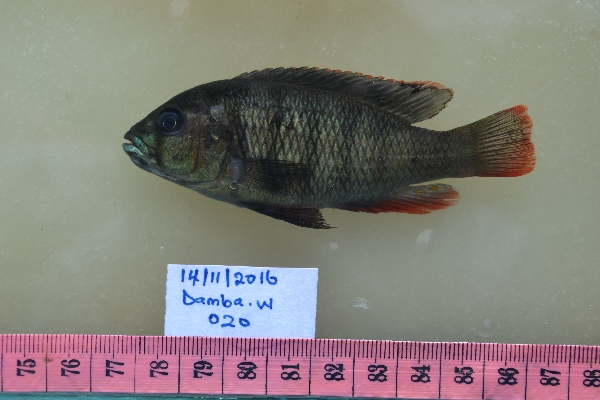 Uganda freshwater biodiversity portal.